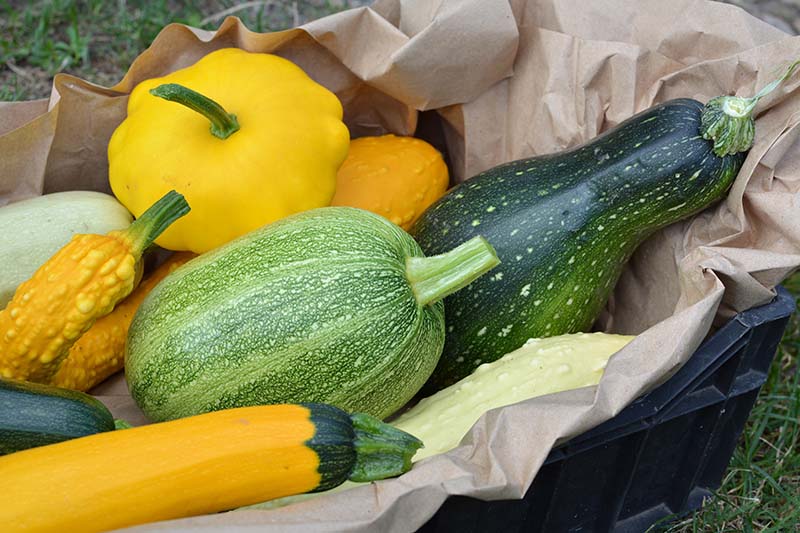 Summer squash – Farm.hand.seeds
