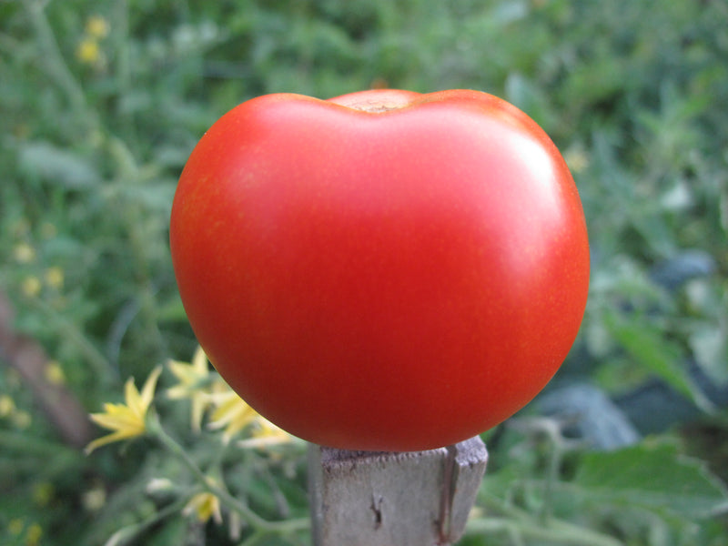 Ultra early cold tolerant tomatoes – Farm.hand.seeds