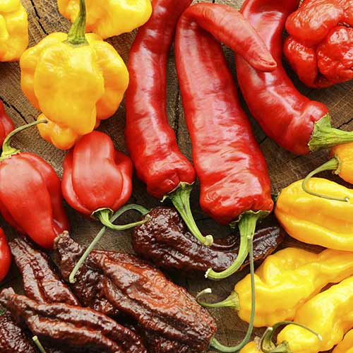 Really hot peppers – Farm.hand.seeds