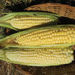 Yukon Chief Sweet Corn | Best Price in 2025 at Farm.hand.seeds