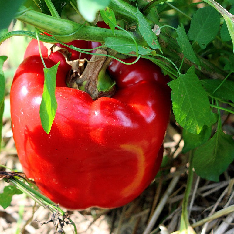 Jupiter bell pepper – Farm.hand.seeds
