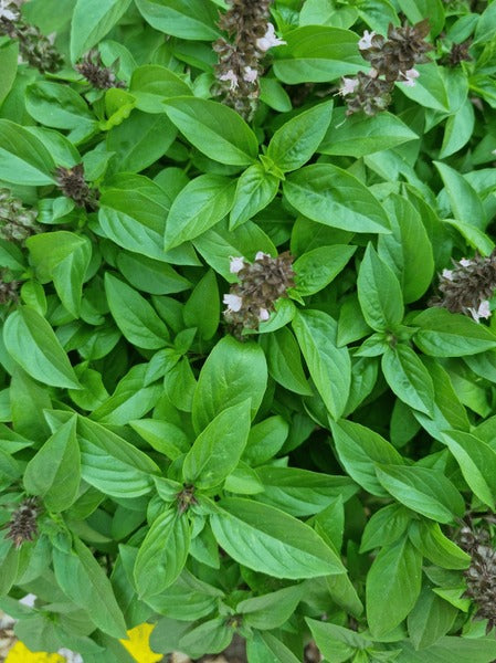 Dwarf Greek Basil Seeds - Compact Heirloom Herb | Farm Hand Seeds ...