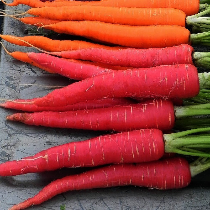 Kyoto Red Carrot Seeds - Rare Heirloom Variety | Farm Hand Seeds – Farm ...