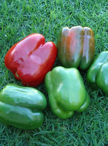 Jupiter Bell Pepper Seeds - Fast-Growing Sweet Variety | Farm.hand.seeds