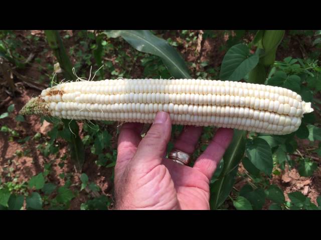 Mosbys White Prolific Corn Seeds - Heirloom Grain Seeds | Farm Hand ...