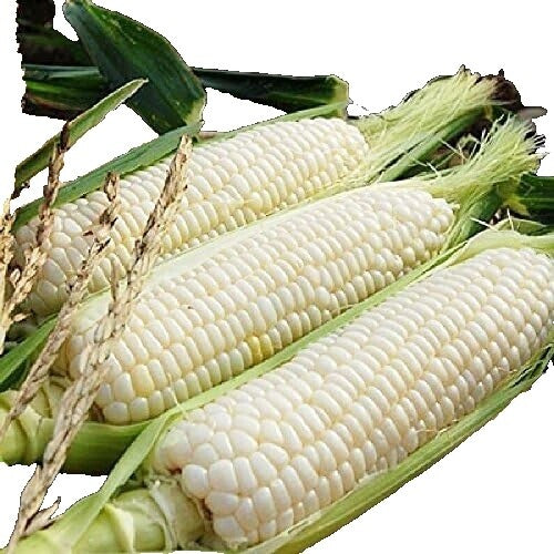 Mosbys White Prolific Corn Seeds - Heirloom Grain Seeds | Farm Hand ...