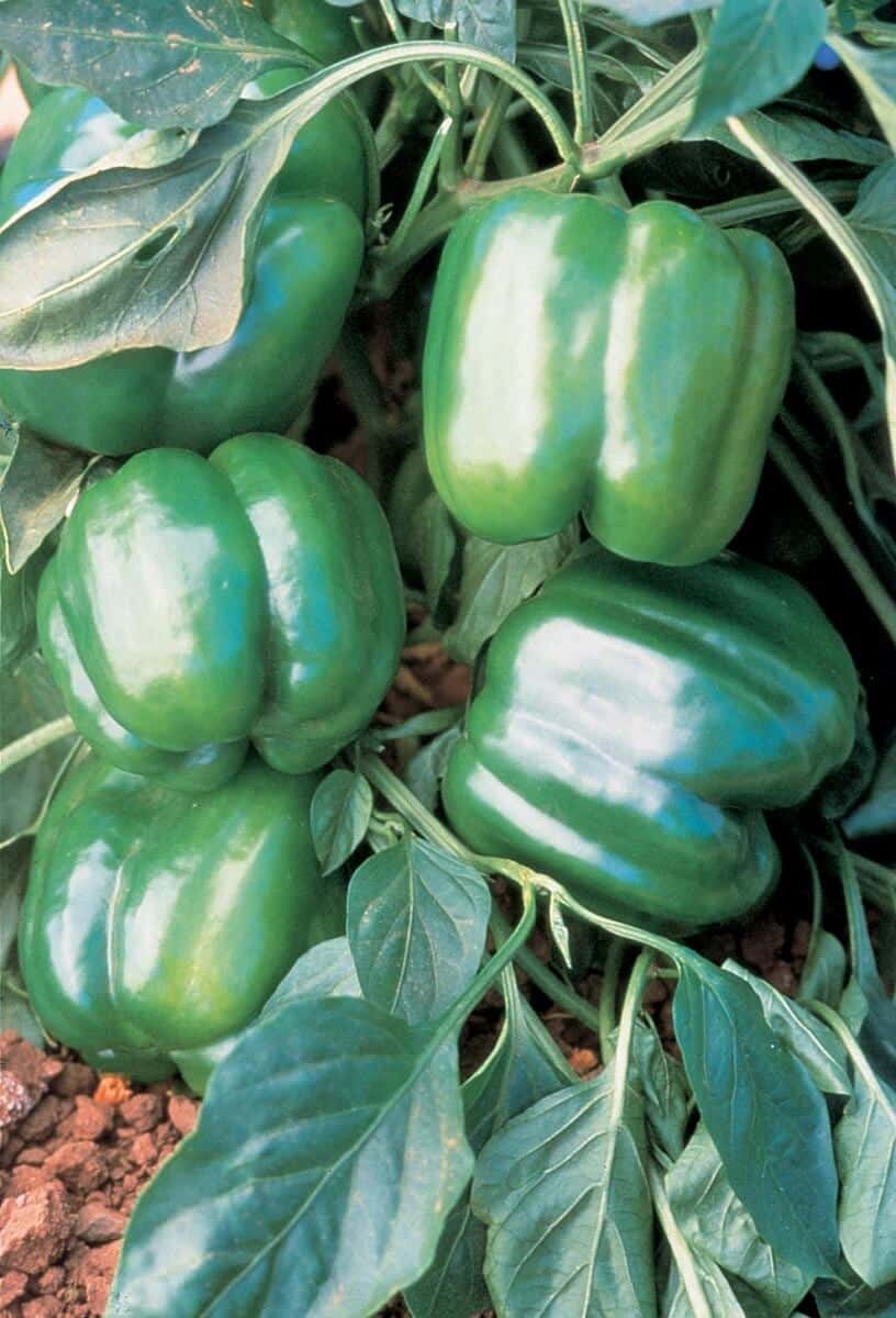 Jupiter bell pepper – Farm.hand.seeds
