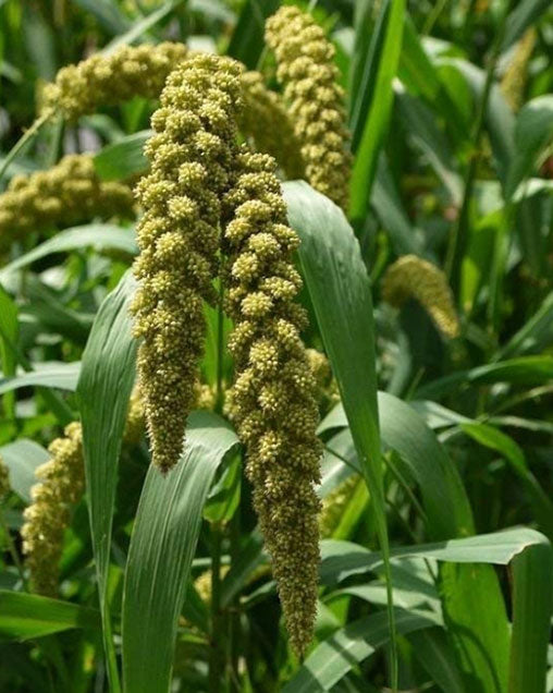 German Foxtail Millet Seeds - Heirloom Grain Seeds | Farm Hand Seeds ...