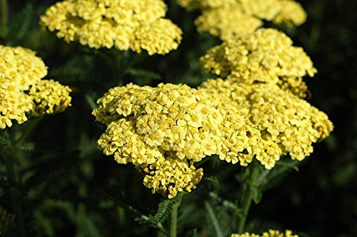 Yellow Yarrow Seeds - Hardy Ground Cover & Cut Flower | Heirloom Seeds ...