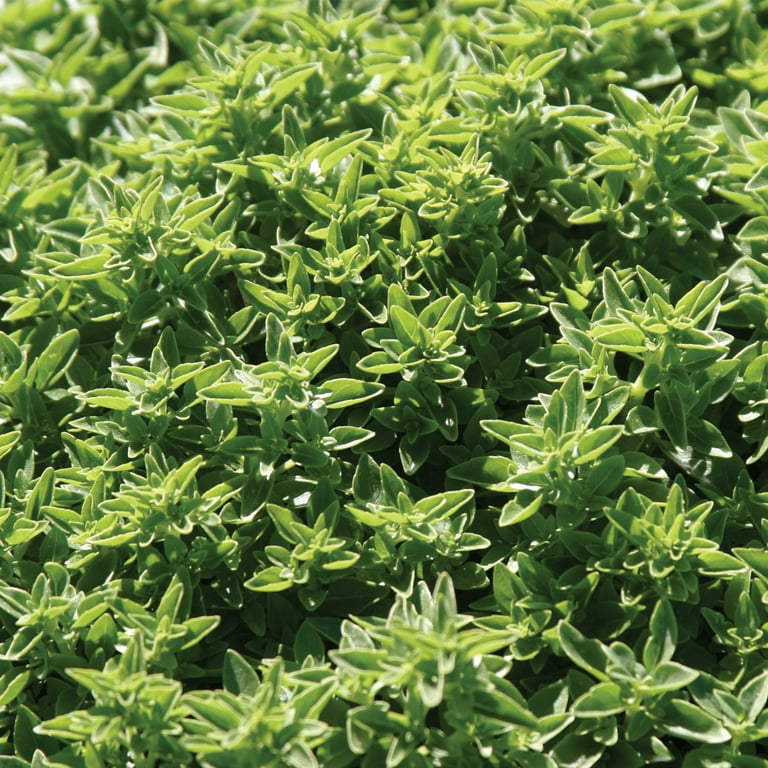Dwarf Greek Basil Seeds - Compact Heirloom Herb | Farm Hand Seeds ...