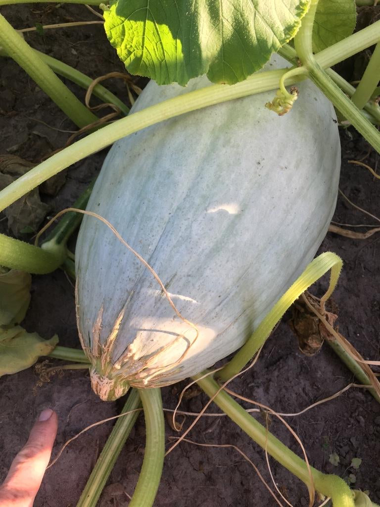 Hopi Grey Squash Seeds | Rare Heirloom Winter Squash | Farm Hand Seeds ...