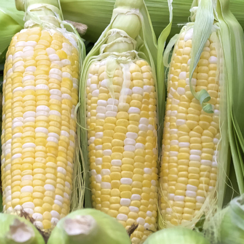 Serendipity Bi-Color Sweet Corn Seeds - Triple Sweet Heirloom | Farm ...