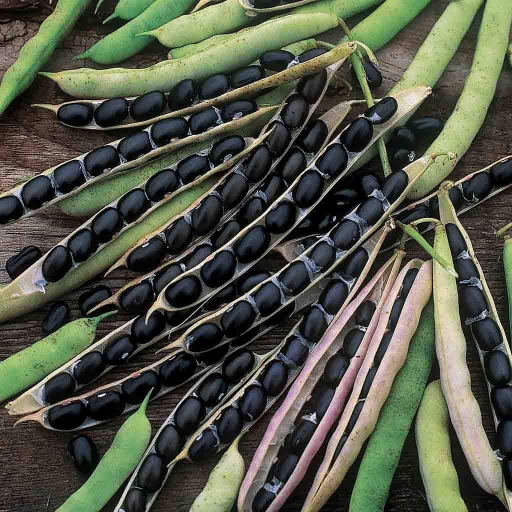 Black Valentine Green Bean Heirloom Seeds | Farm Hand Seeds – Farm.hand ...