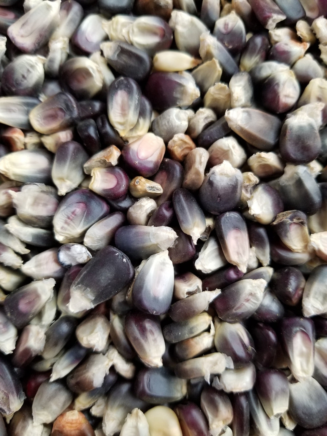 Ohio Blue Corn Seeds - Heirloom Dent Corn | Farm Hand Seeds – Farm.hand ...