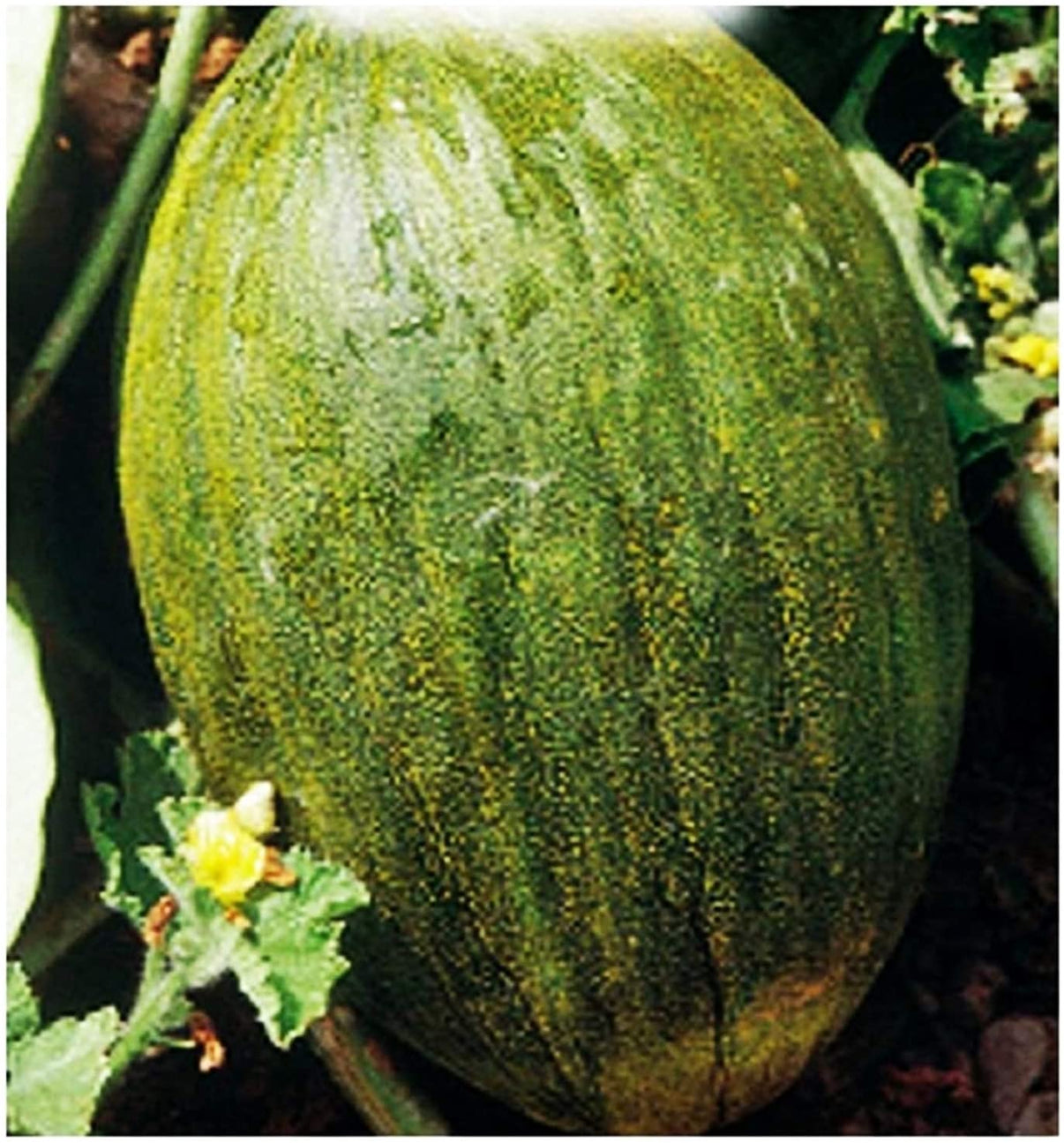 Valencia Winter Melon Seeds - Heirloom Storage Variety | Farm.hand.seeds