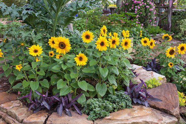 Orange hobbit sunflower – Farm.hand.seeds
