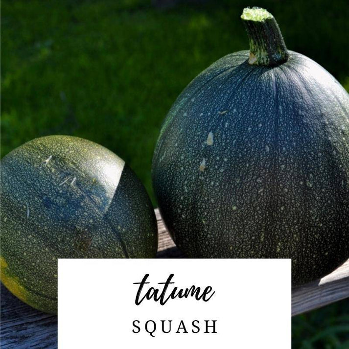 Tatume Summer Squash Seeds - Heirloom Mexican Round Squash | Farm.hand ...