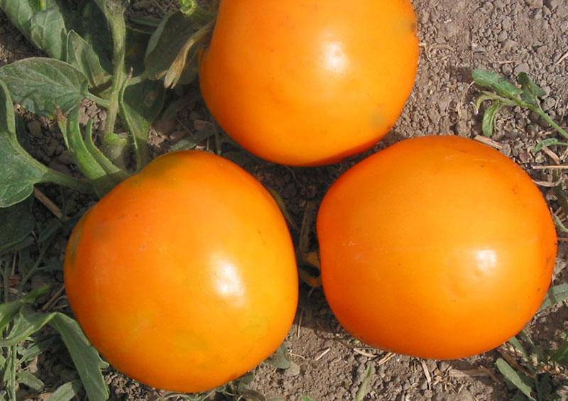 Nebraska Wedding Heirloom Tomato Seeds - Orange Determinate Variety ...