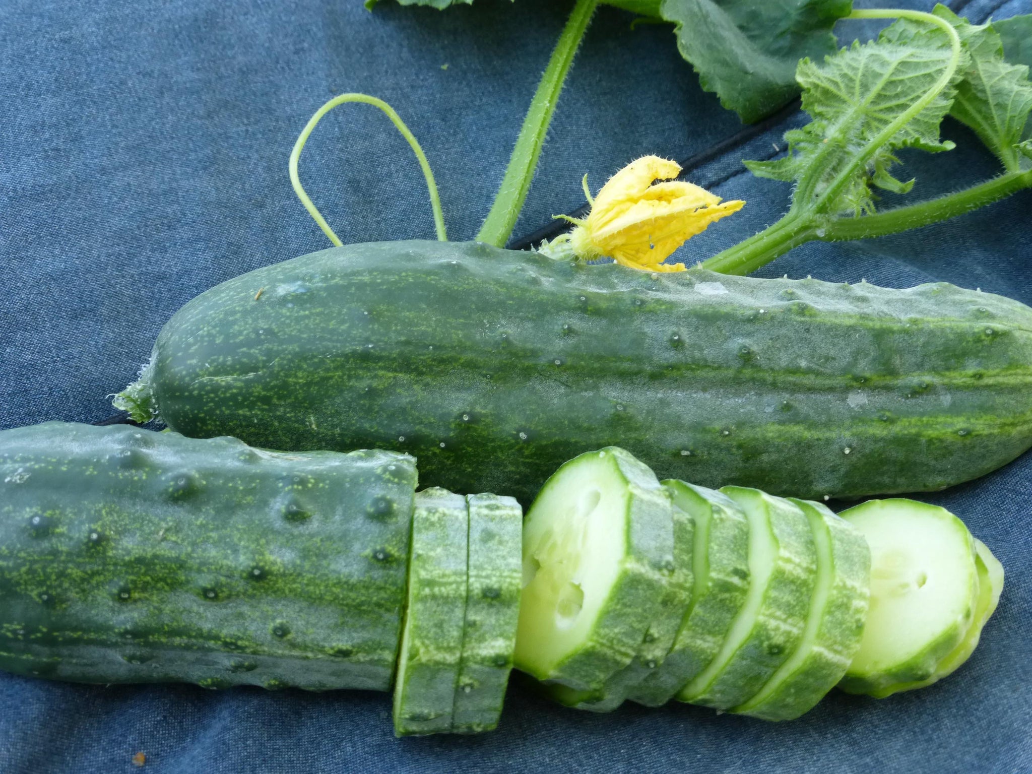Spacemaster 80 Bush Cucumber Seeds - Compact Heirloom Variety | Farm ...